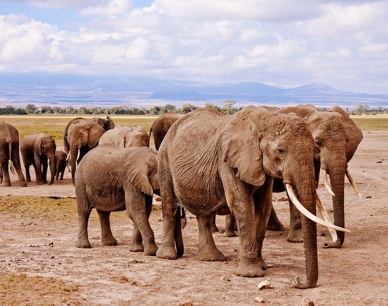 How To Volunteer In Africa With Animals | Go Overseas