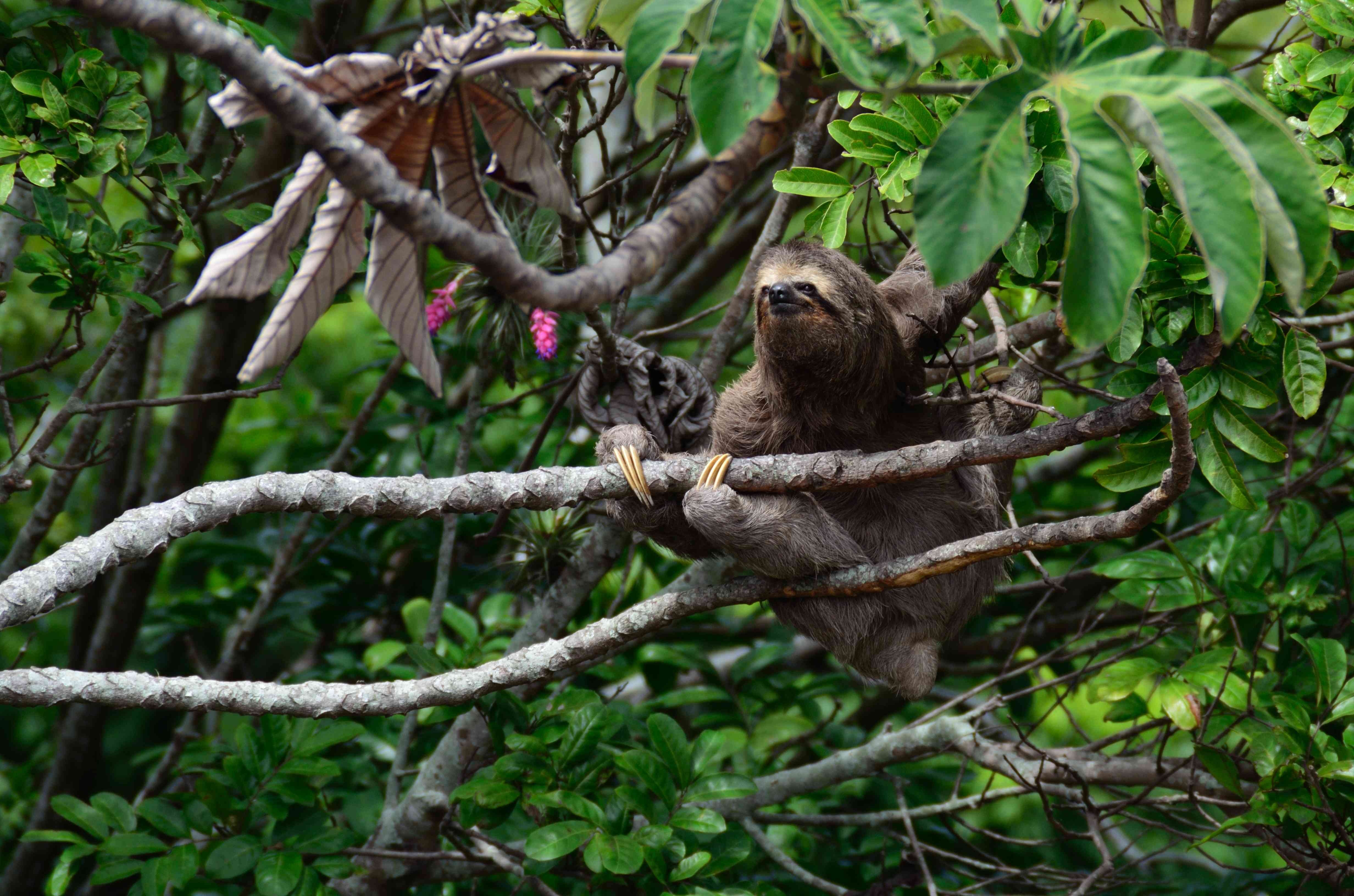 Tropical Rainforest Sloth
