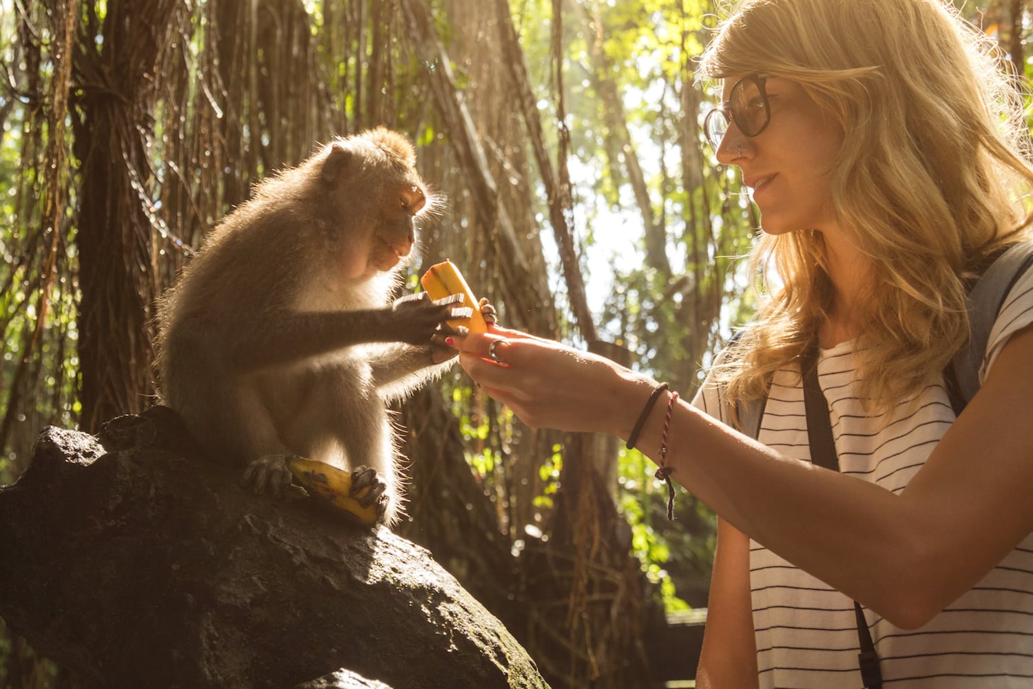 Volunteering with Primates: All You Need to Know | Go Overseas