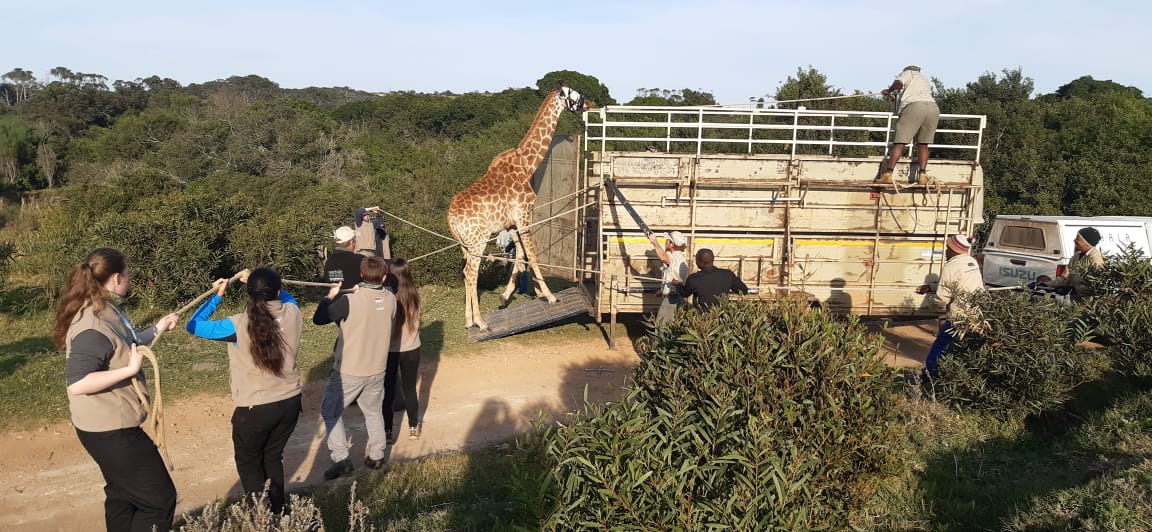 Vets Go Wild Program in South Africa | Go Overseas