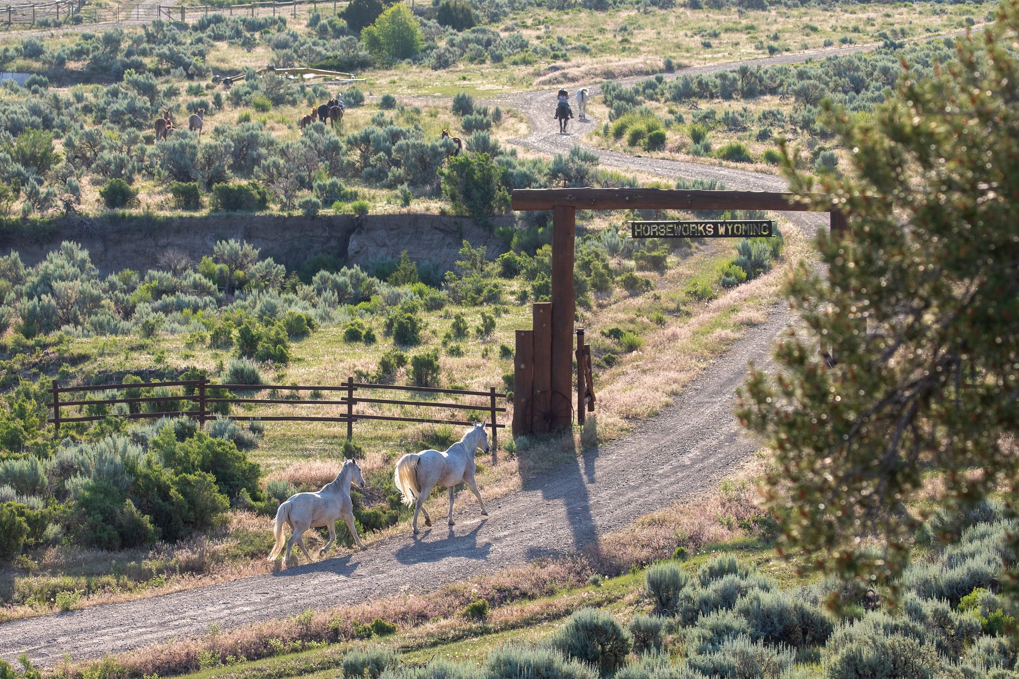Wyoming Working Cattle Ranches