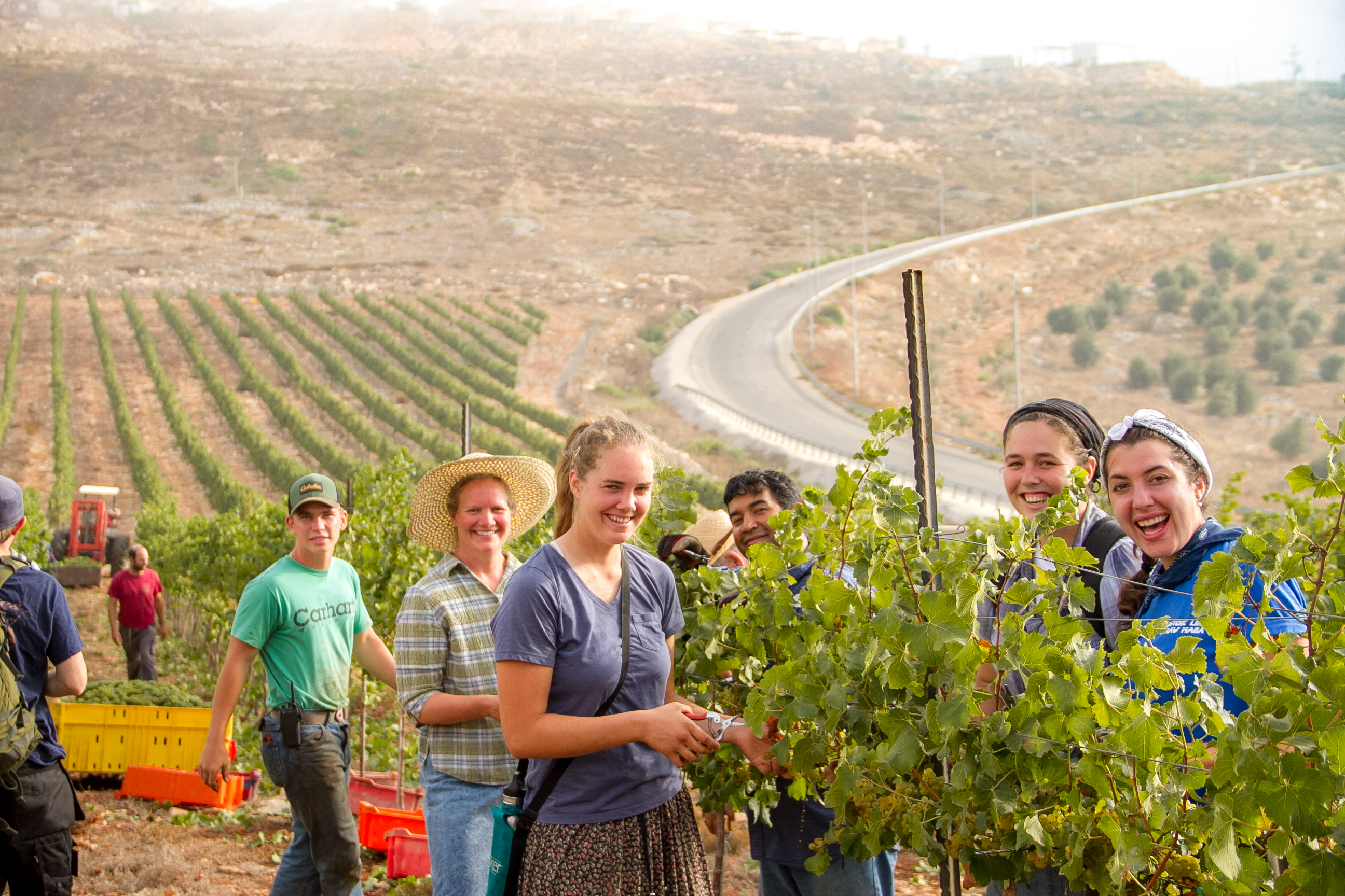 Grape Harvest - Volunteer in the Heartland of Israel | Go Overseas