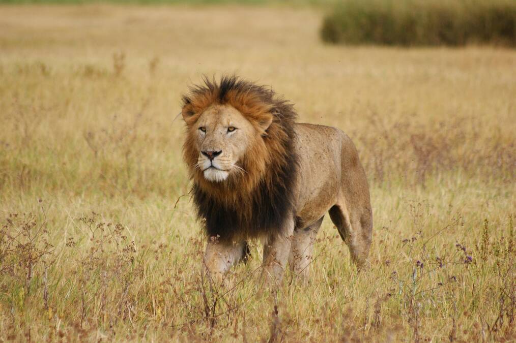 SFS Study Abroad: Wildlife Management in Tanzania | Go Overseas