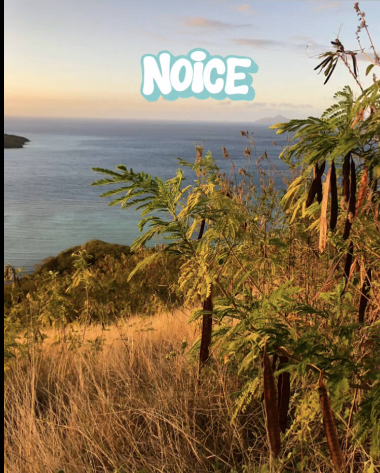 Summer High School Programs in Fiji with Rustic Pathways | Go Overseas