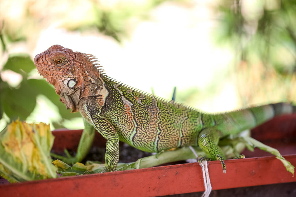 Costa Rica Summer High School Programs with Rustic Pathways | Go Overseas