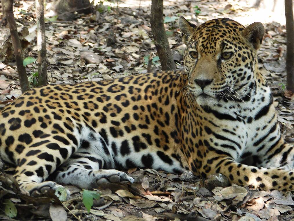 Wildlife Rehabilitation in Guatemala | Go Overseas