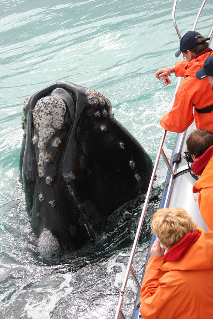 Dyer Island Cruises: Whale & Eco Tours | Go Overseas