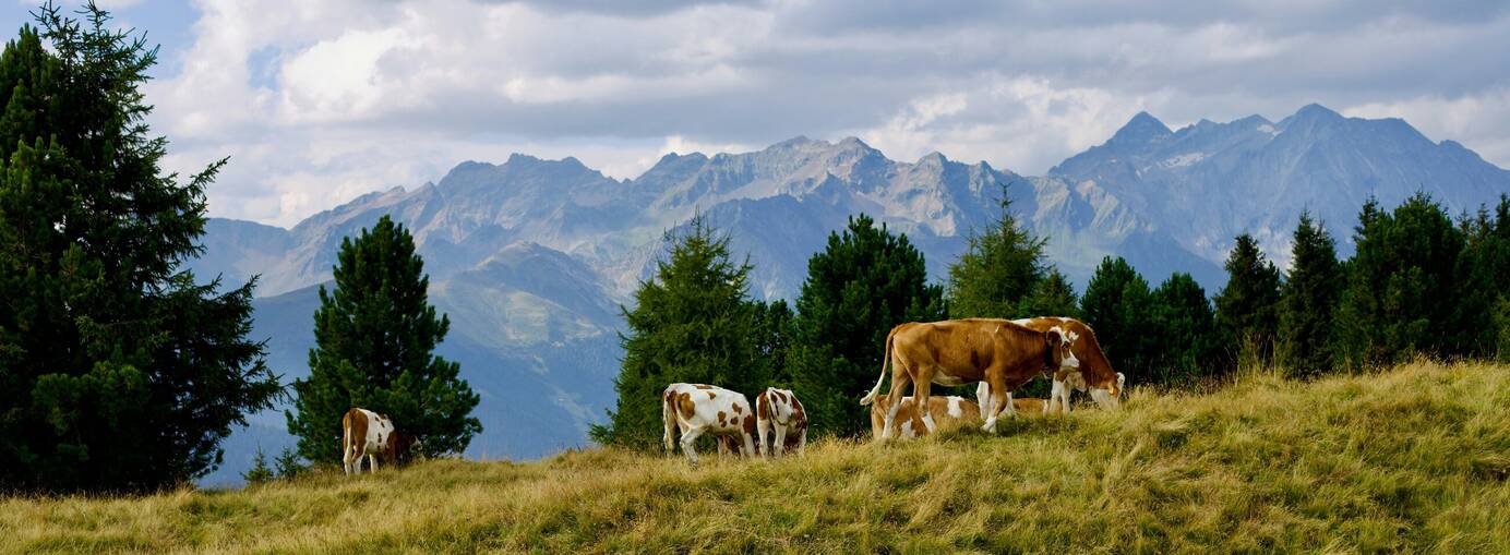 What to Know About WWOOFing Around the World | Go Overseas