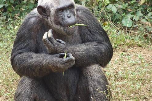 Volunteer in Cameroon | Go Overseas