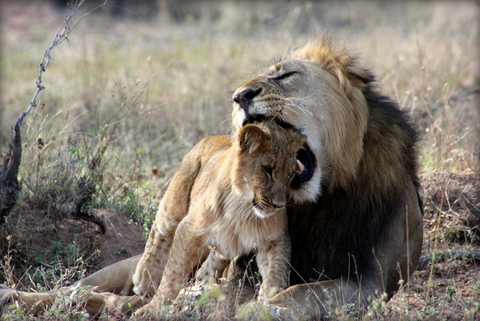 LEO Africa - Big 5 Monitoring, Conservation & Sustainable Living | Go ...